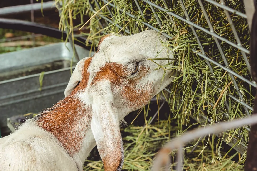 Nigerian Dwarf Goat Mastery: Your Comprehensive Guide to Success
