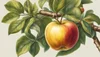 Mastering Ripeness: How to Tell if a Jonagold Apple is Ripe