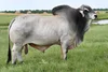 Brahman Cattle: Essential Facts and Considerations for Breeders