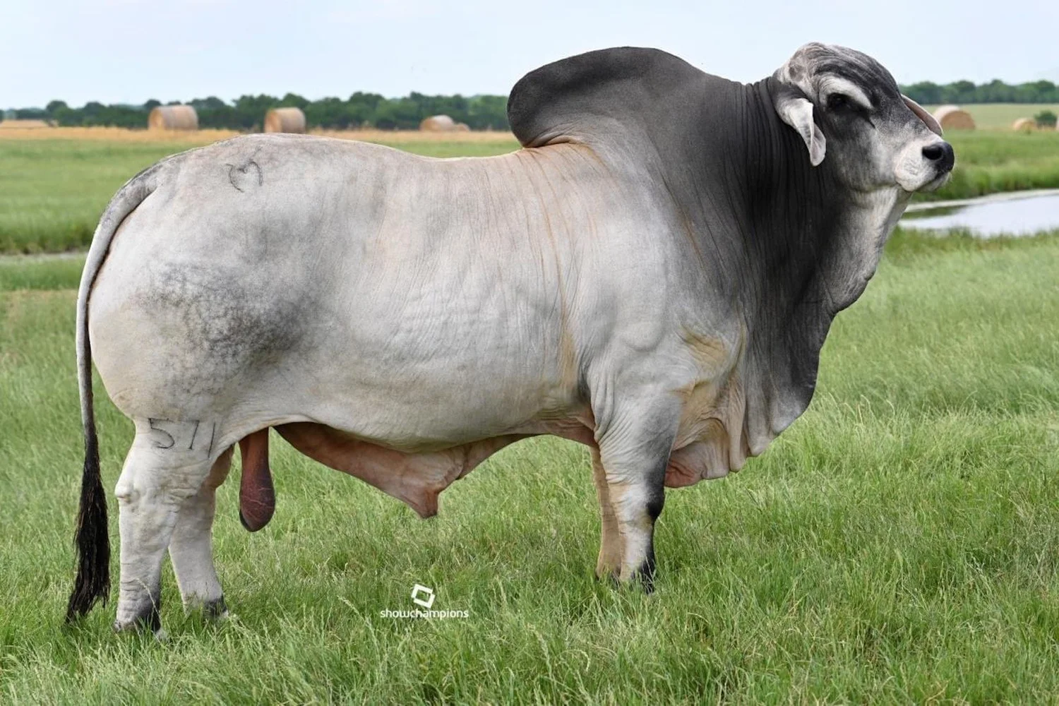 Brahman Cattle: Essential Facts and Considerations for Breeders