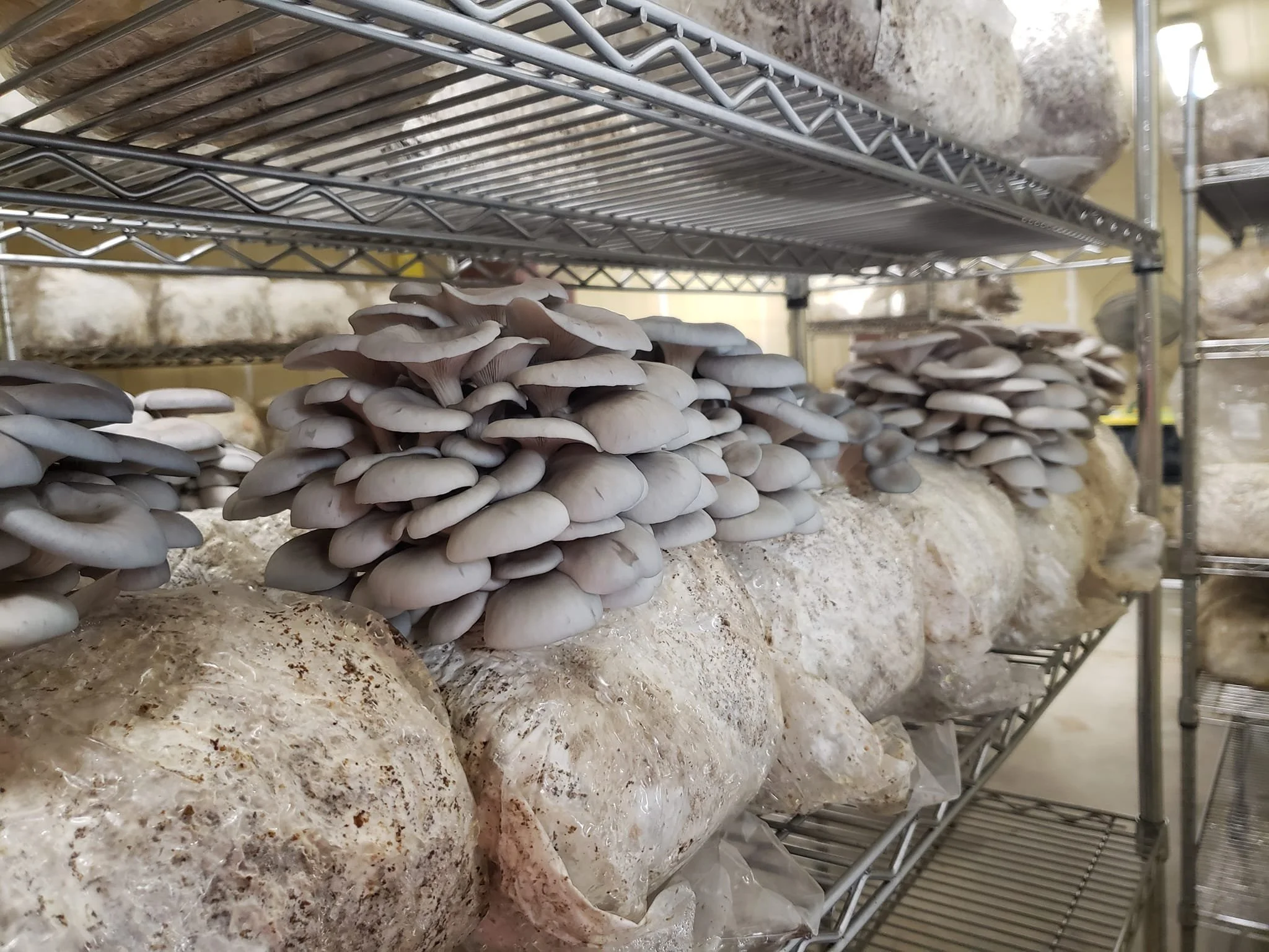 10 Best Mushroom Farms Across Texas | San Antonio Local Grocer