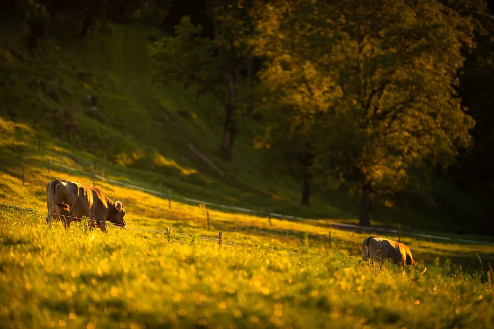 Texas & Beyond: The Best Pasture Grasses in the Region