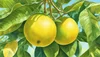 Mastering Ripeness: How to Tell if a Pummelo is Ripe