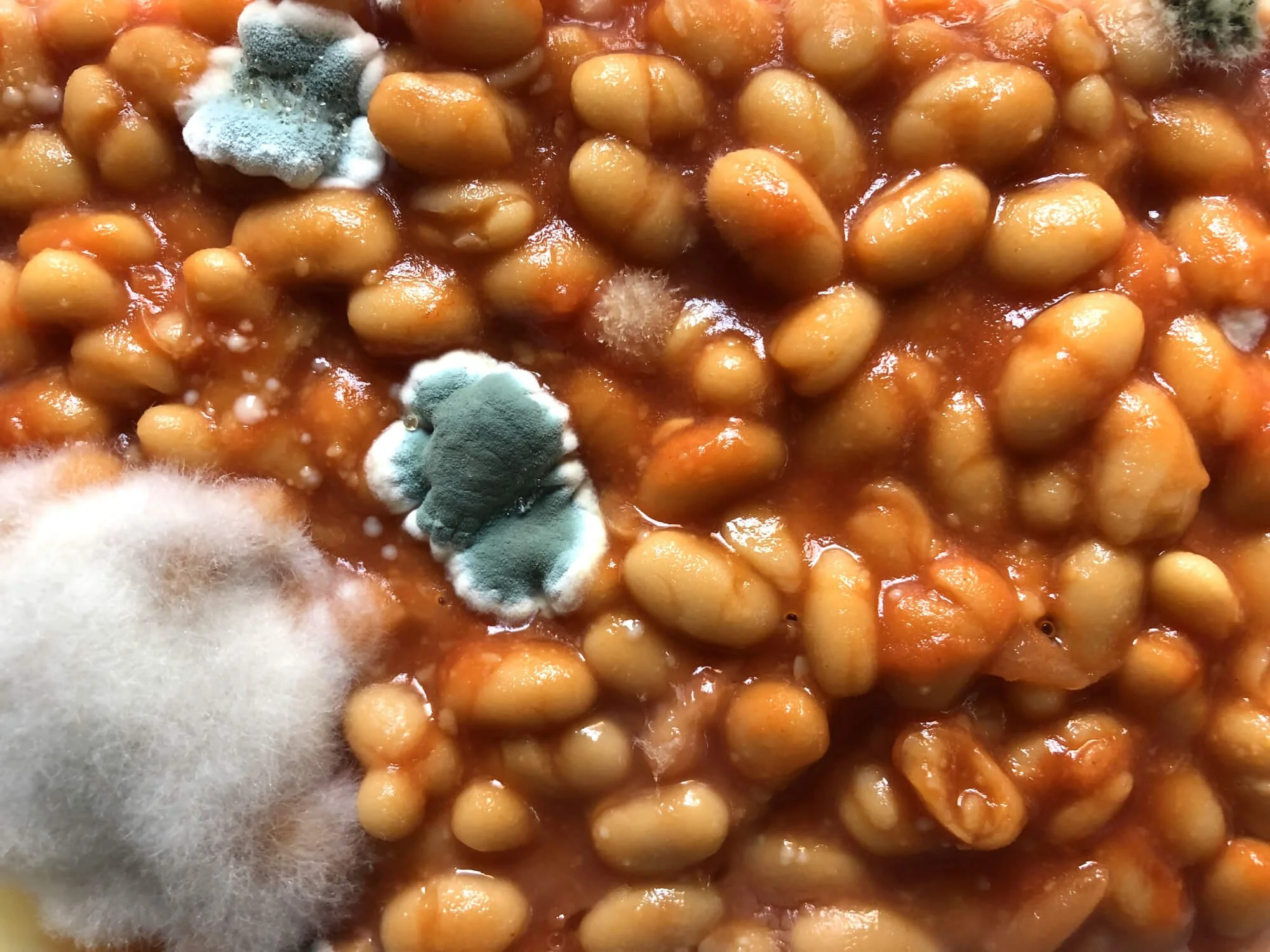 Common Foodborne Illnesses in Kids: Causes and Prevention