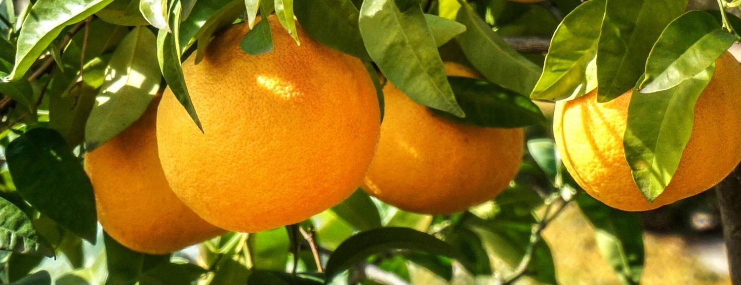 6 Texas Citrus Farms for the Best Oranges & Grapefruits 2022-2023 ...