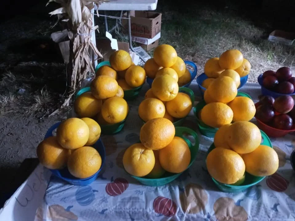 6 Texas Citrus Farms for the Best Oranges & Grapefruits 2022-2023 ...