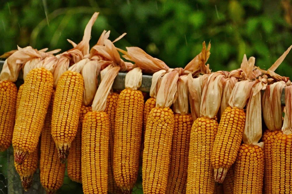 How to Dry Corn: Comprehensive Guide to Preserving Sweet Corn Kernels