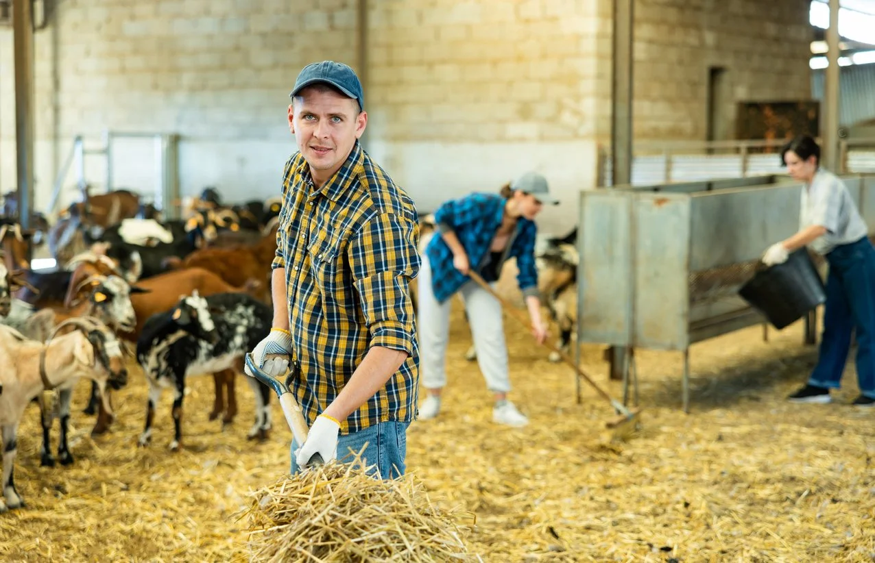 How to Start a Cattle Farm