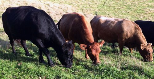 Raising Dexter Cattle: A Comprehensive Guide for Beginners