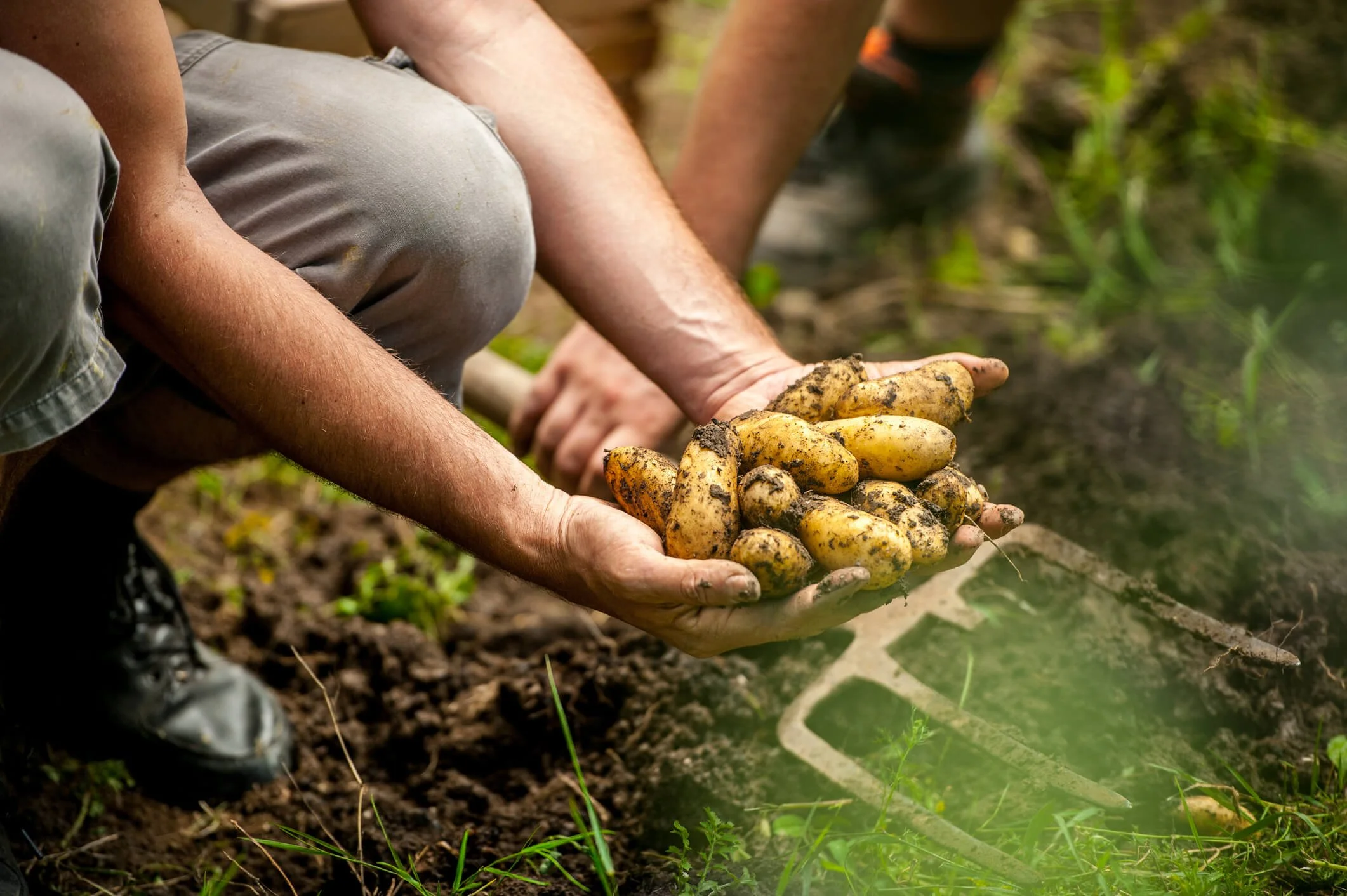 How to Grow Potatoes for Your Edible Home Garden