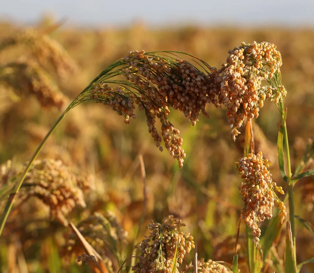The Ultimate Guide to Growing Millet: Tips for Successful Cultivation