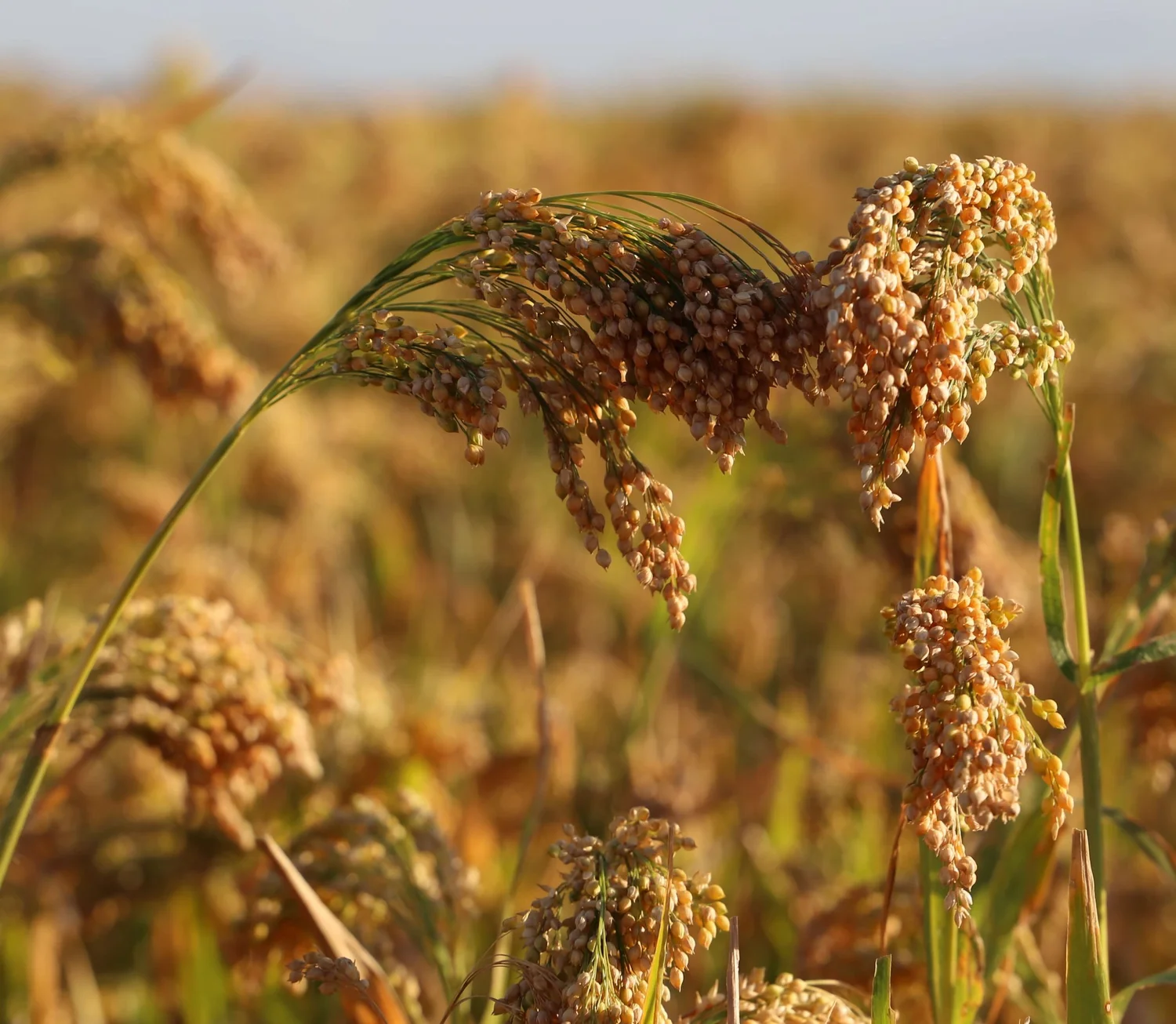 The Ultimate Guide to Growing Millet: Tips for Successful Cultivation