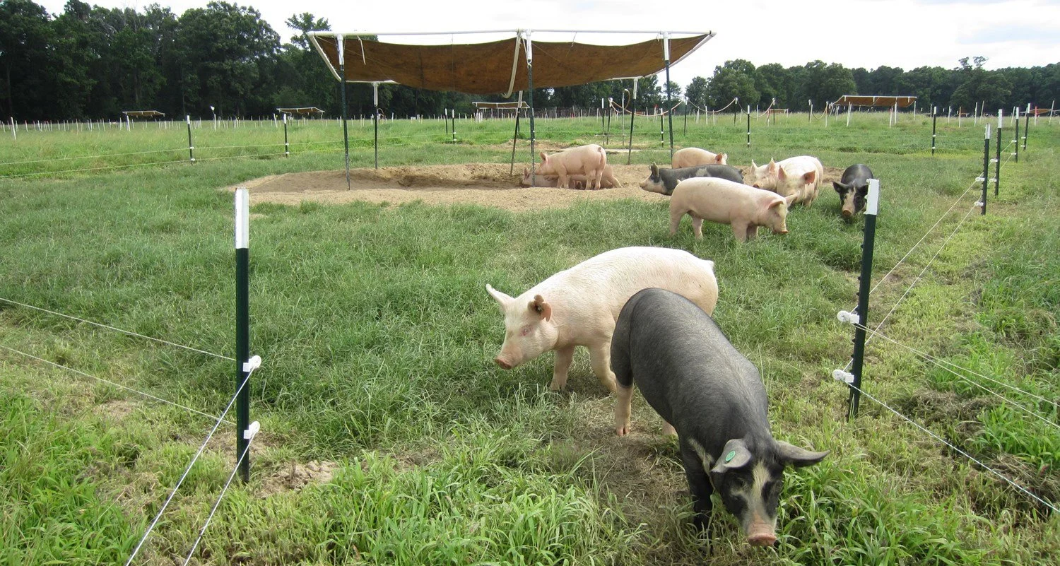 Forage Options for Pastured Pigs | The Benefits of Raising Healthier ...