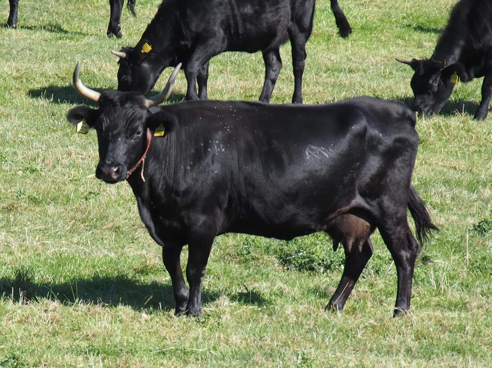 Raising Dexter Cattle: A Comprehensive Guide for Beginners