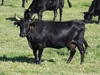 Raising Dexter Cattle: A Comprehensive Guide for Beginners