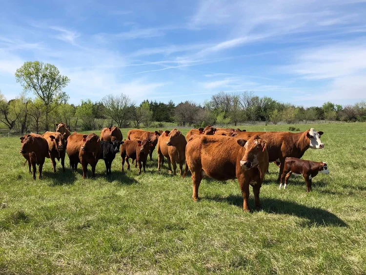 South Poll Cattle: Adapting to Extreme Environments and Their Impact on ...