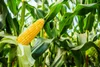 Most Profitable Crops in Texas and Beyond