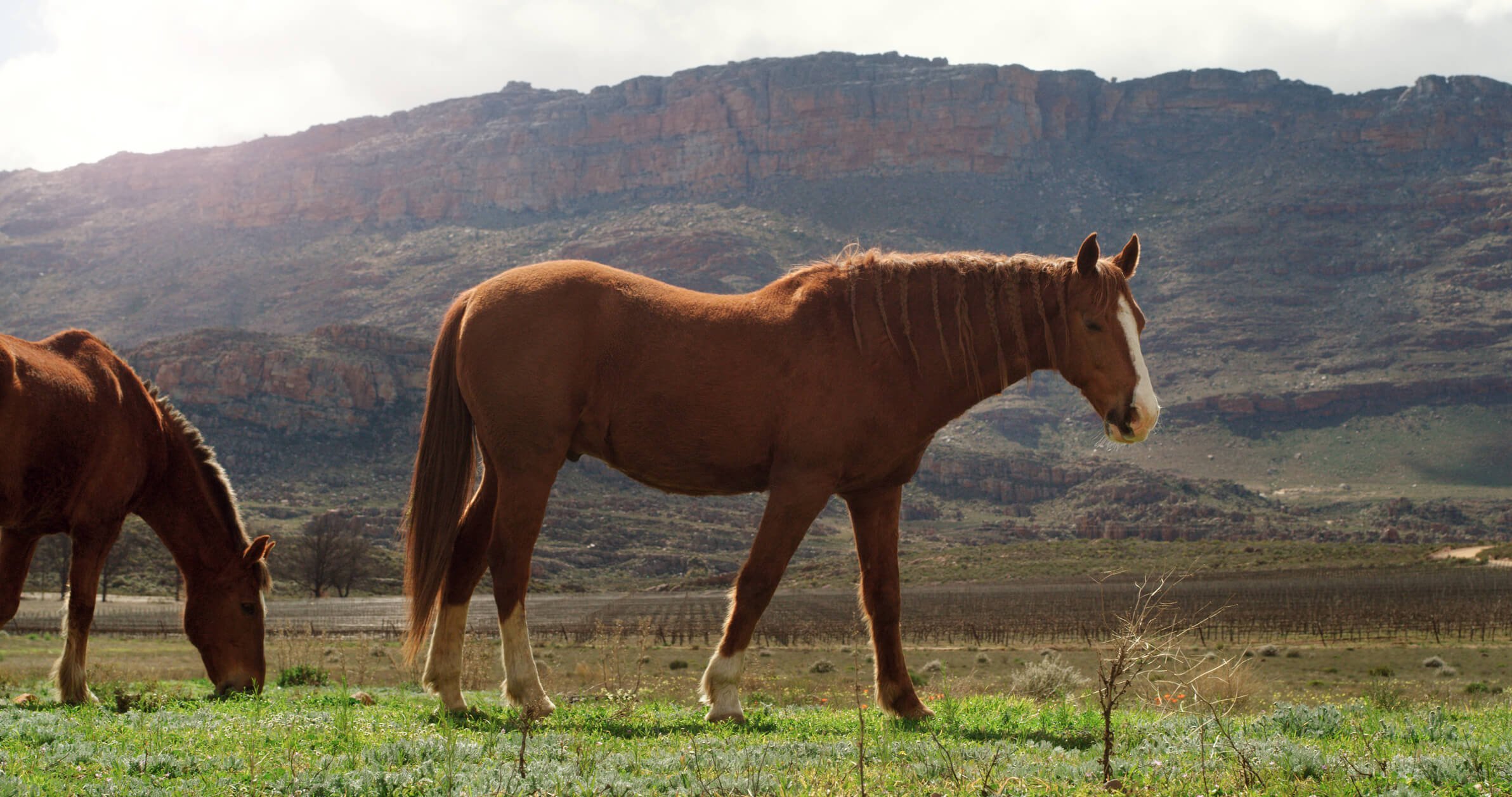 Uncovering the Mysterious Disappearance of Texas' Wild Mustangs