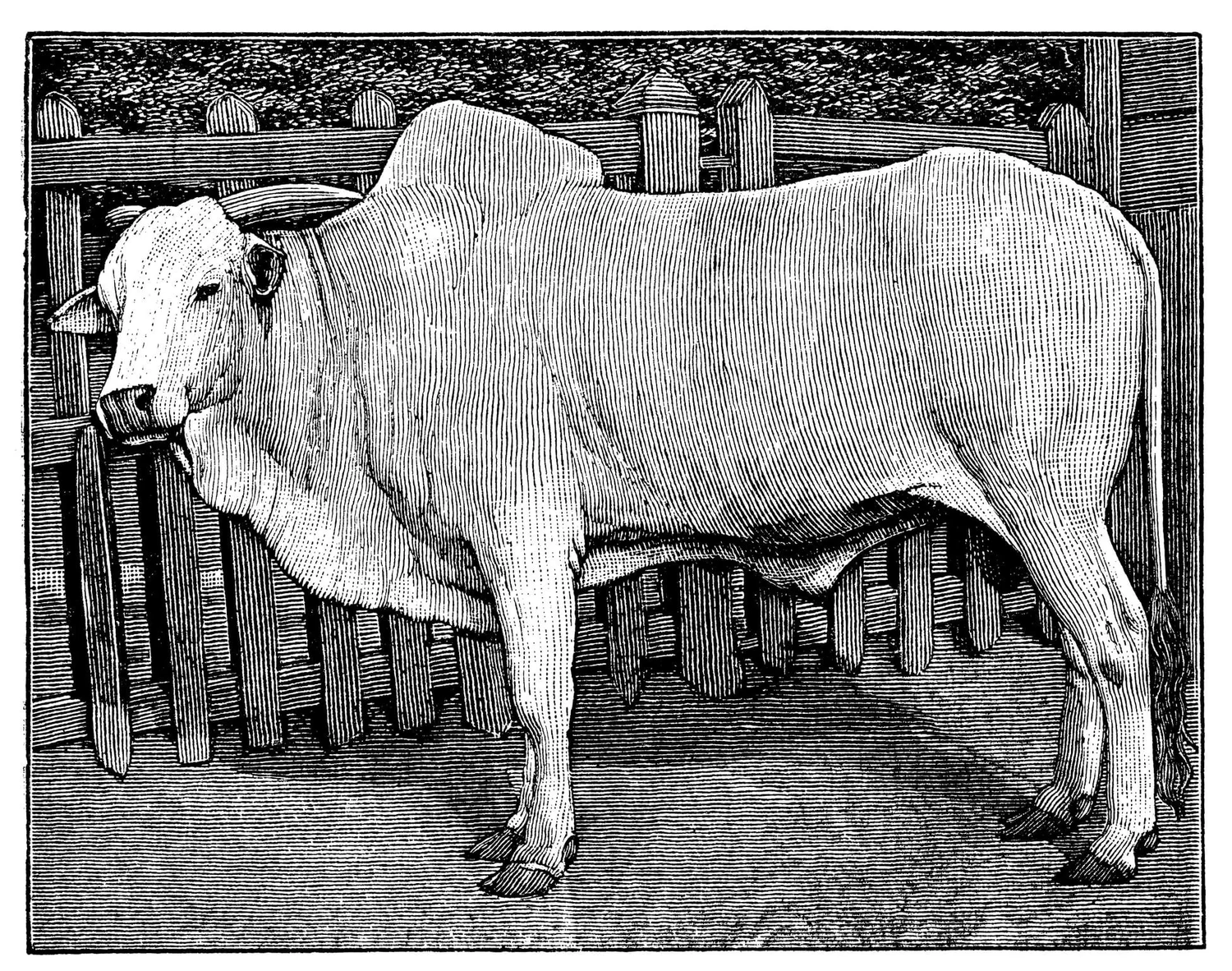 Brahman Cattle: Essential Facts and Considerations for Breeders