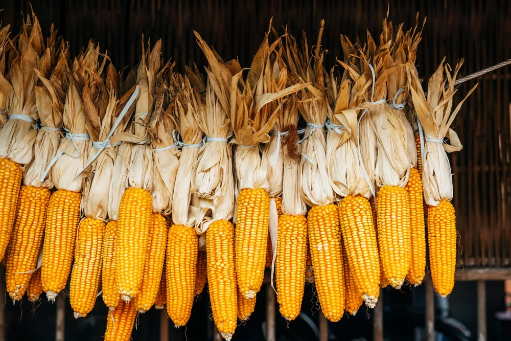 How to Dry Corn: Comprehensive Guide to Preserving Sweet Corn Kernels