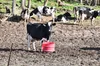 Creating an Optimal Cattle Pasture: Your Expert Guide
