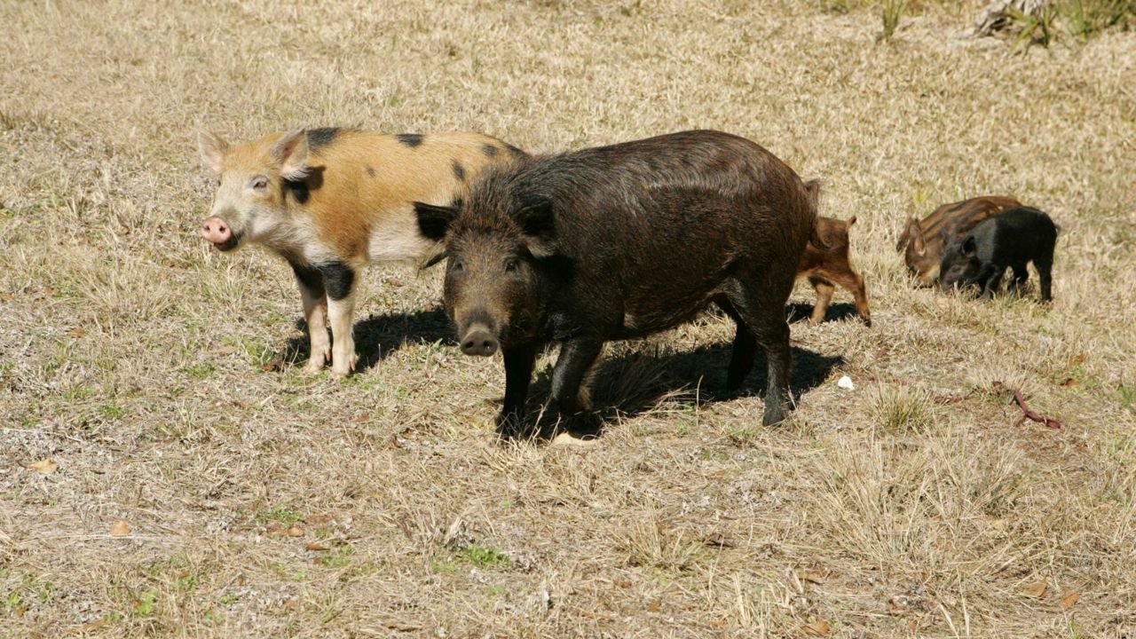 Can You Eat Feral Hogs in Texas? A Quick Guide