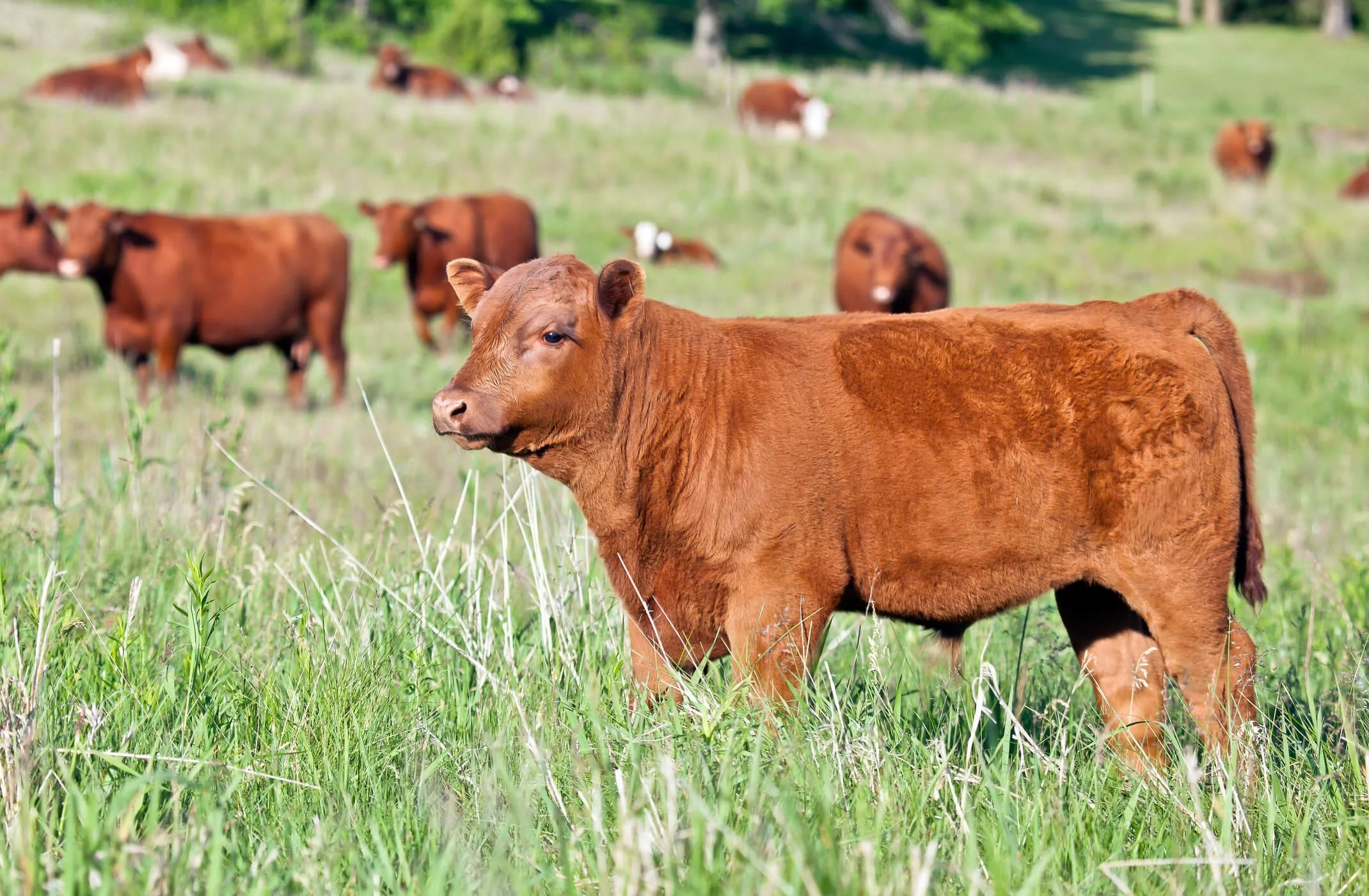 Angus Cattle: Key Characteristics and Benefits for Modern Farming