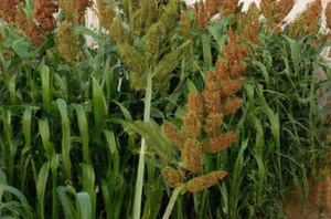 The Ultimate Guide to Growing Millet: Tips for Successful Cultivation