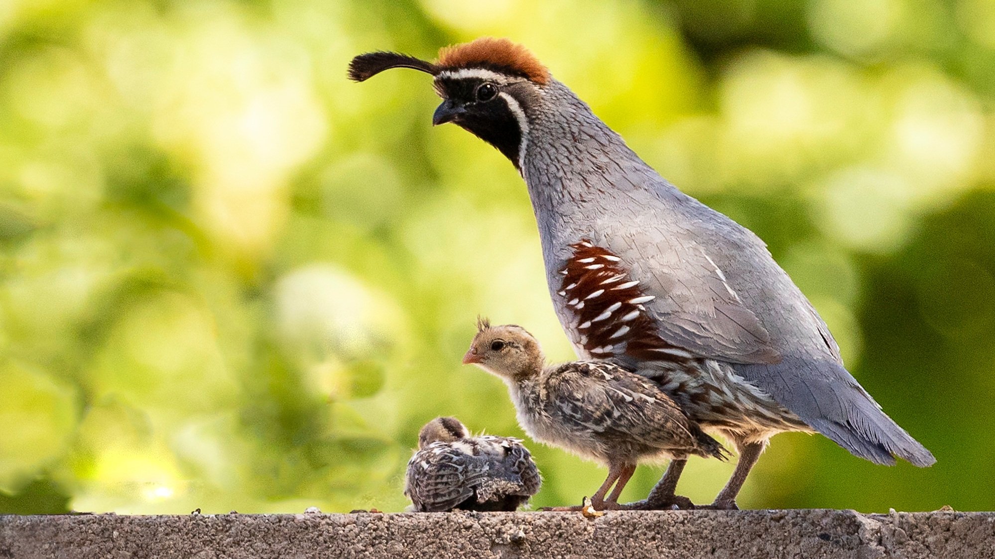 Tiny Titans: The Best Quail Breeds for Homestead Prosperity