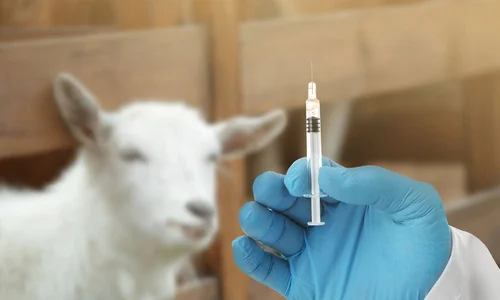Deworming Goats: A Step-by-Step Guide to Healthy Herds