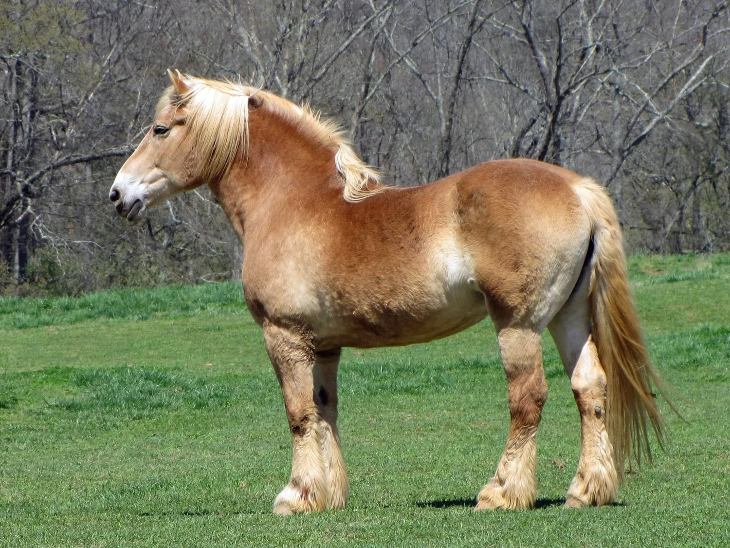 Different Draft Horse Breeds: Strength, Stamina, and Legacy Unveiled