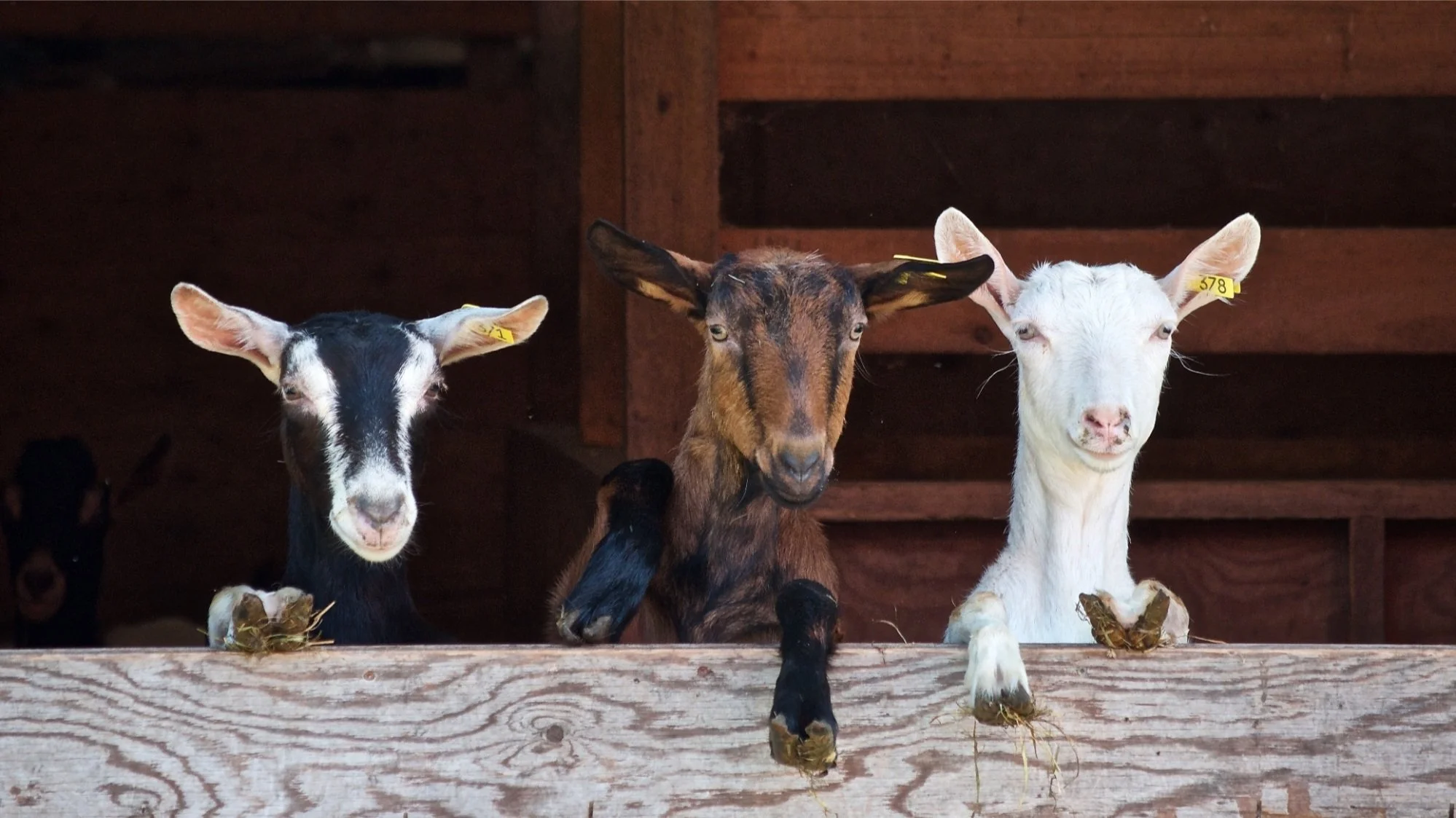 How to Treat Hoof Rot in Goats | Prevention & Treatment Tips