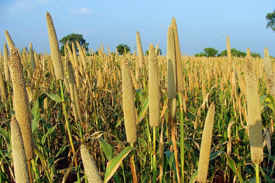 The Ultimate Guide to Growing Millet: Tips for Successful Cultivation