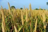 The Ultimate Guide to Growing Millet: Tips for Successful Cultivation