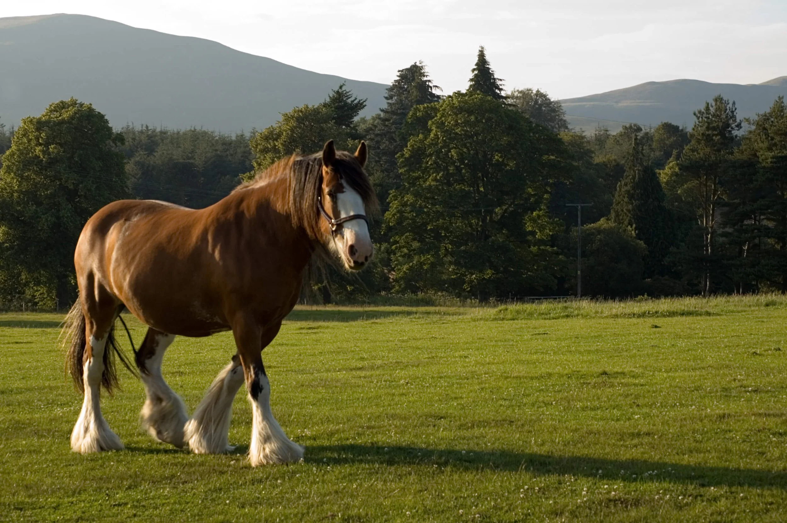 Different Draft Horse Breeds: Strength, Stamina, and Legacy Unveiled