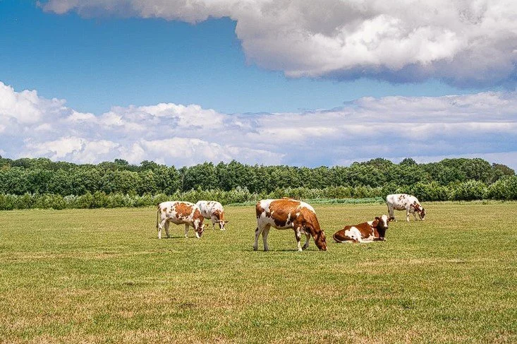 The Best Texas-Raised Beef from Small Family Ranches | Order Now