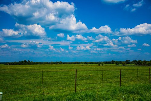 Texas & Beyond: The Best Pasture Grasses in the Region