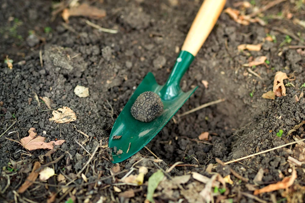 Truffle Habitats Uncovered: Discovering Where the Culinary Gems Thrive