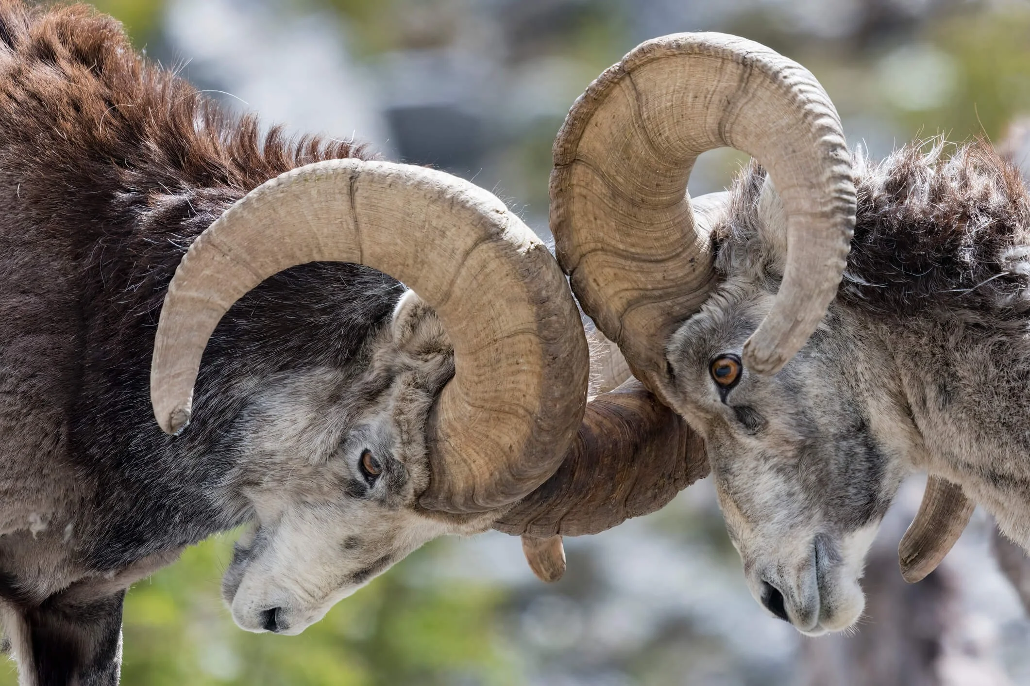 Are Rams Truly Dangerous? Dispelling Myths & Assessing Risks