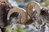 Are Rams Truly Dangerous? Dispelling Myths & Assessing Risks