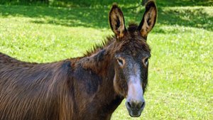 Why Can't Mules Reproduce? Delving into the Genetics of Sterility