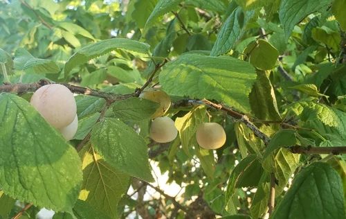 Foraging Fun: Finding Edible Wild Berries in Texas | An Outdoor Adventure!