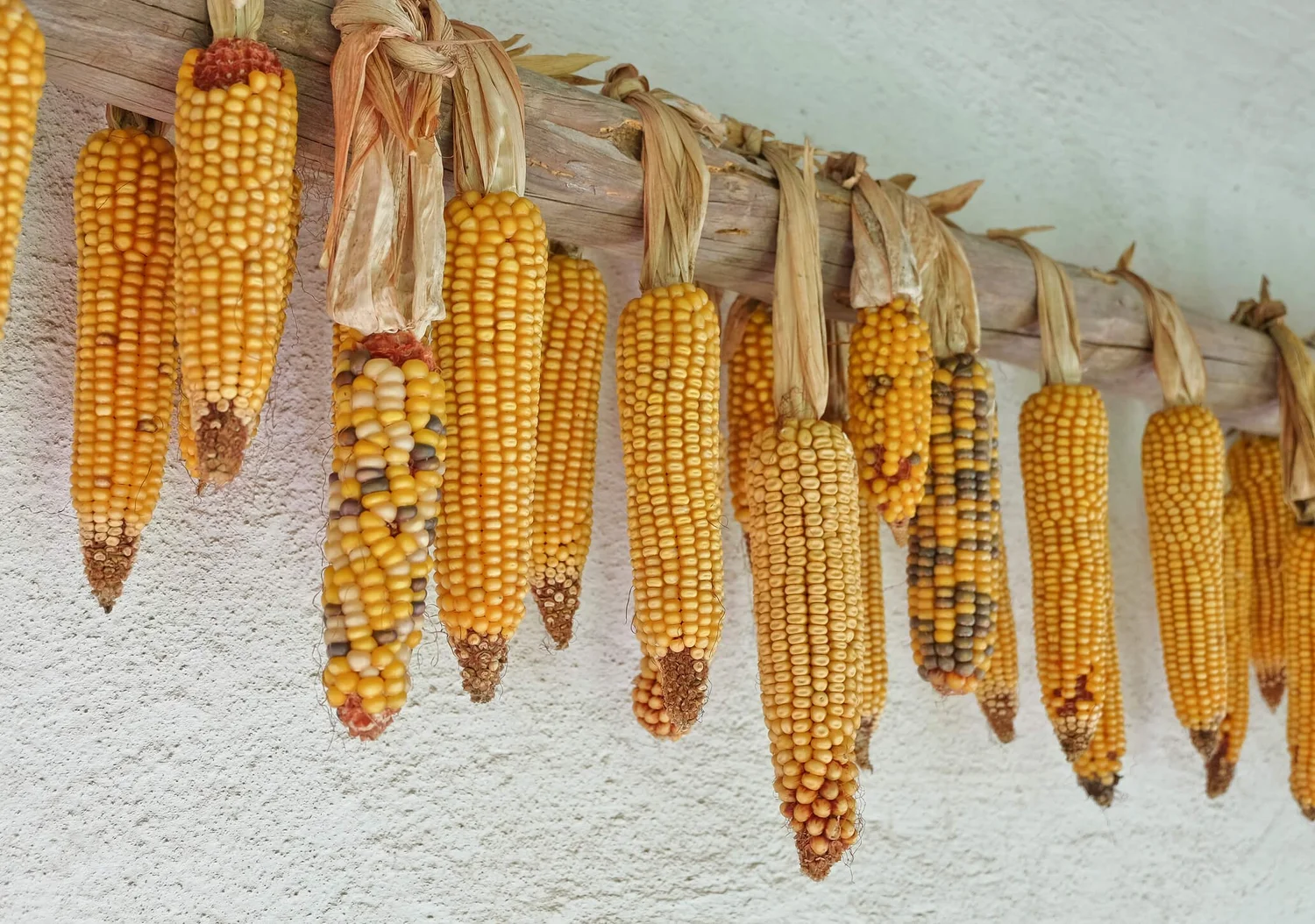 How to Dry Corn: Comprehensive Guide to Preserving Sweet Corn Kernels