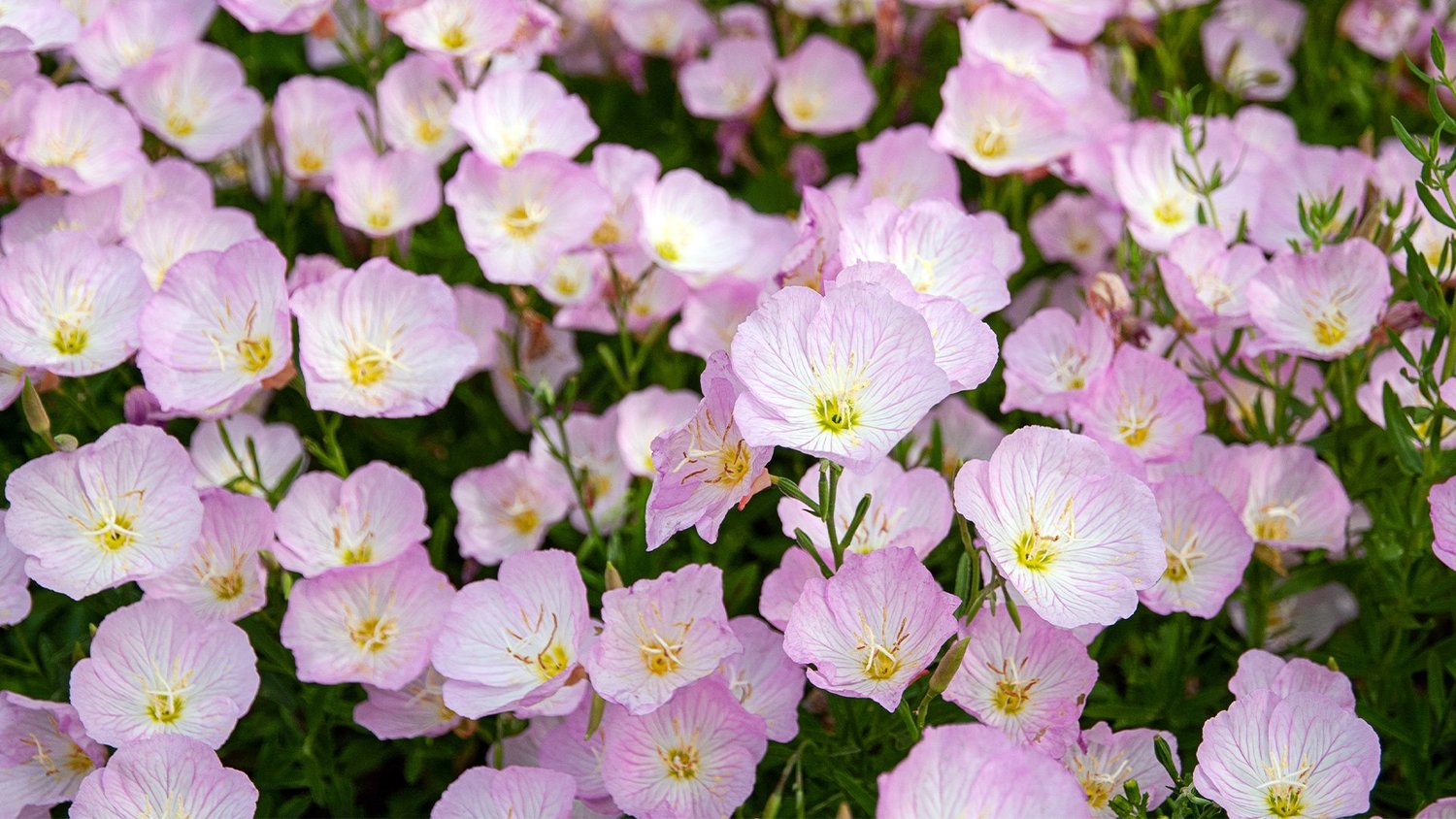 7 Edible Plants You Can Find in Texas | Foraging for Delicious Snacks