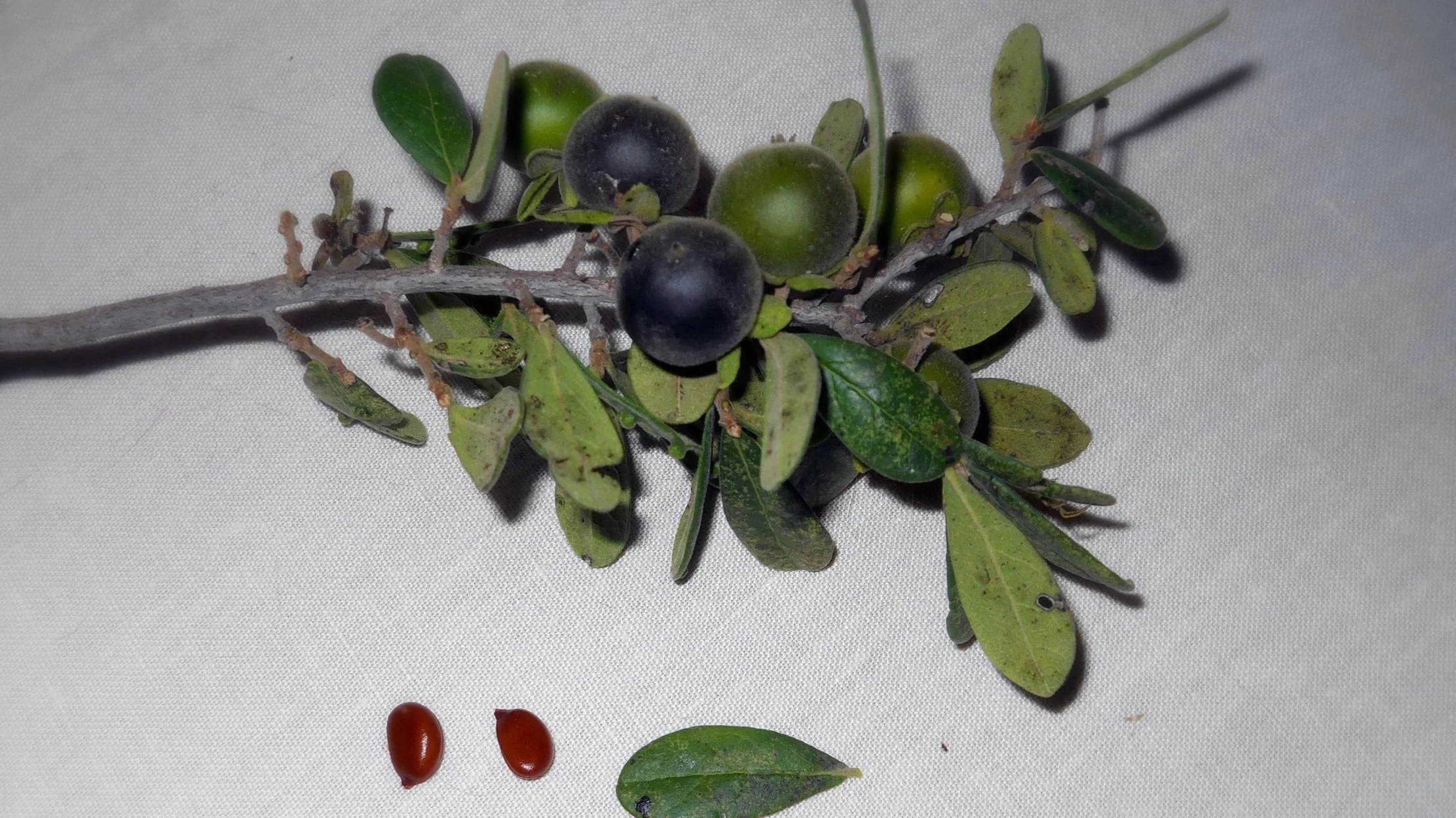 Seasonal Texas Persimmons | Information, Flavor Profiles, and Recipes