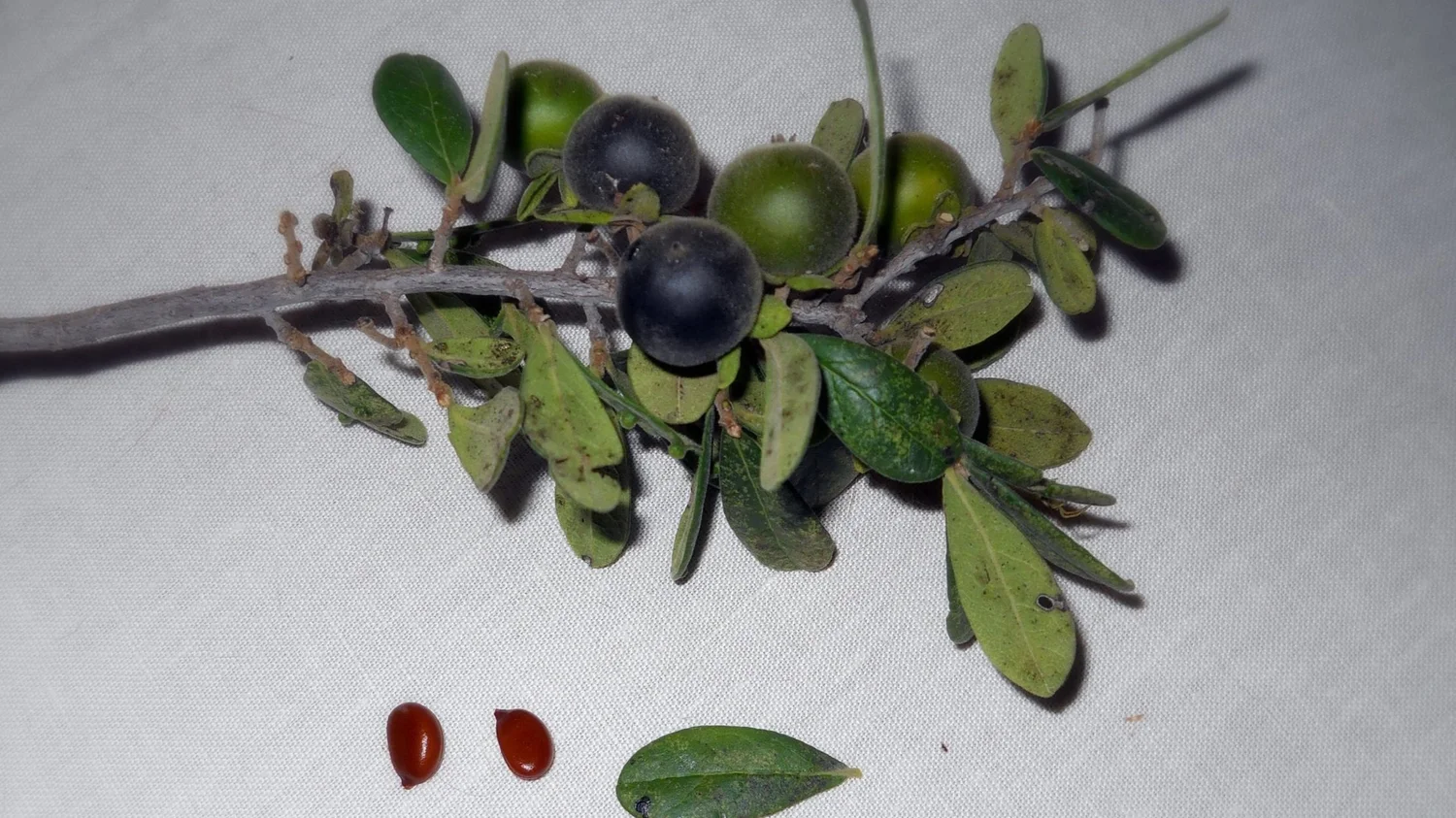 Seasonal Texas Persimmons | Information, Flavor Profiles, and Recipes