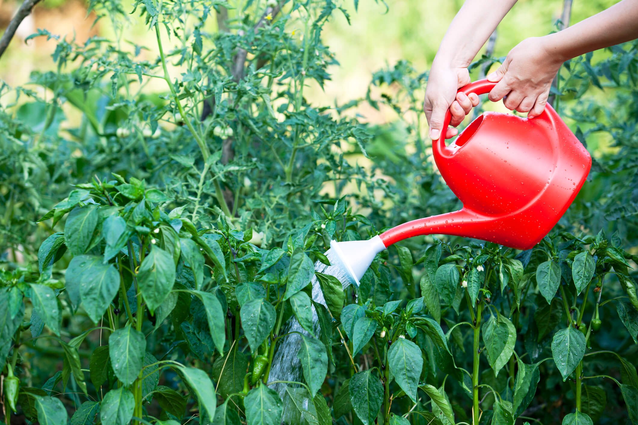 How to Grow Peppers