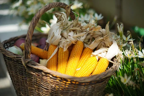 How to Dry Corn: Comprehensive Guide to Preserving Sweet Corn Kernels