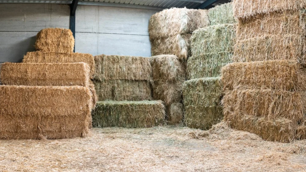 How Much Hay Do Cows Eat? A Detailed Guide