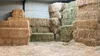 How Much Hay Do Cows Eat? A Detailed Guide